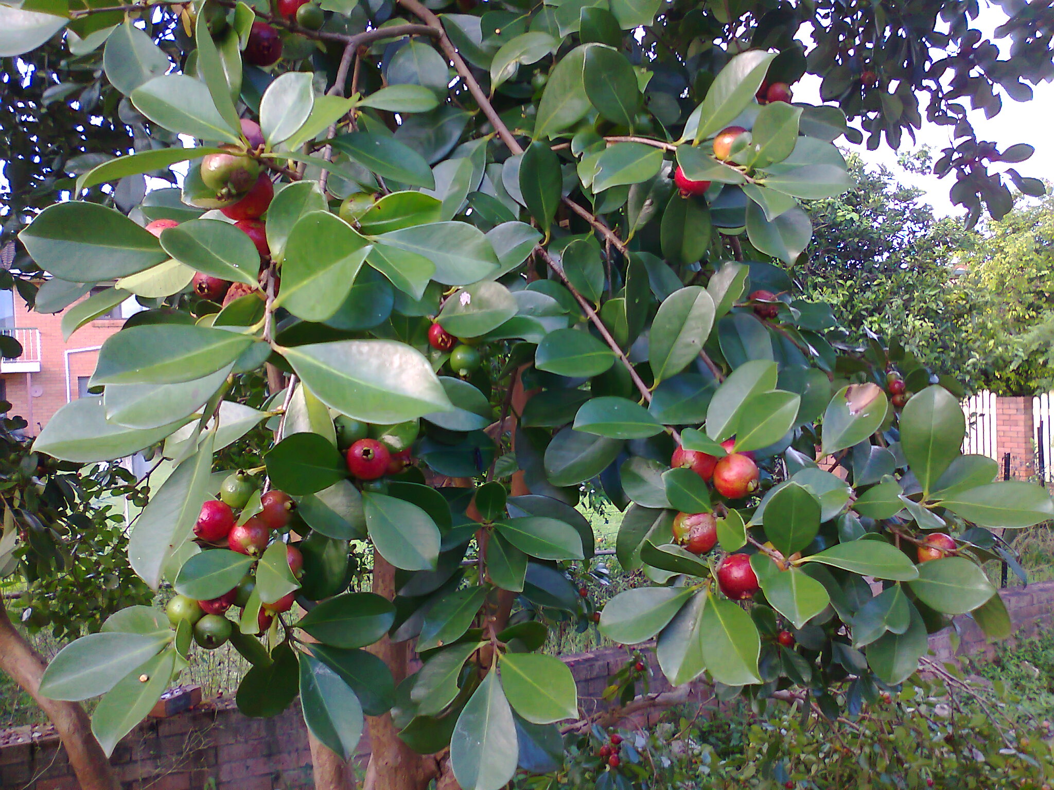 Produce – Equanimity